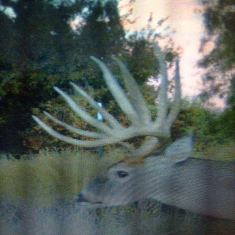 Mexico Trophy Whitetail Deer Hunts, El Corral Hunting Guide Services