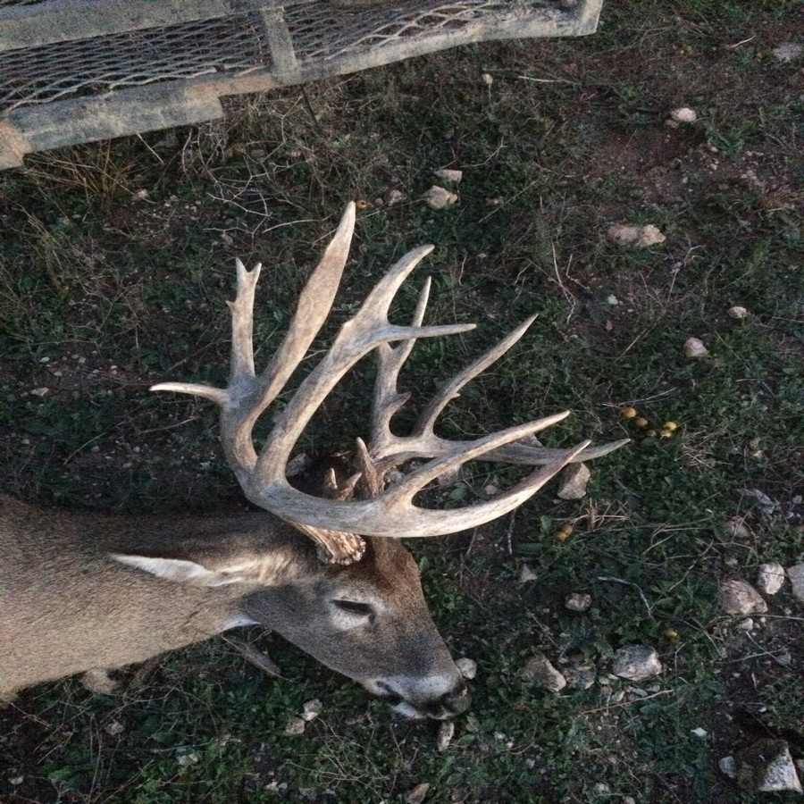 Mexico Trophy Whitetail Deer Hunts, El Corral Hunting Guide Services